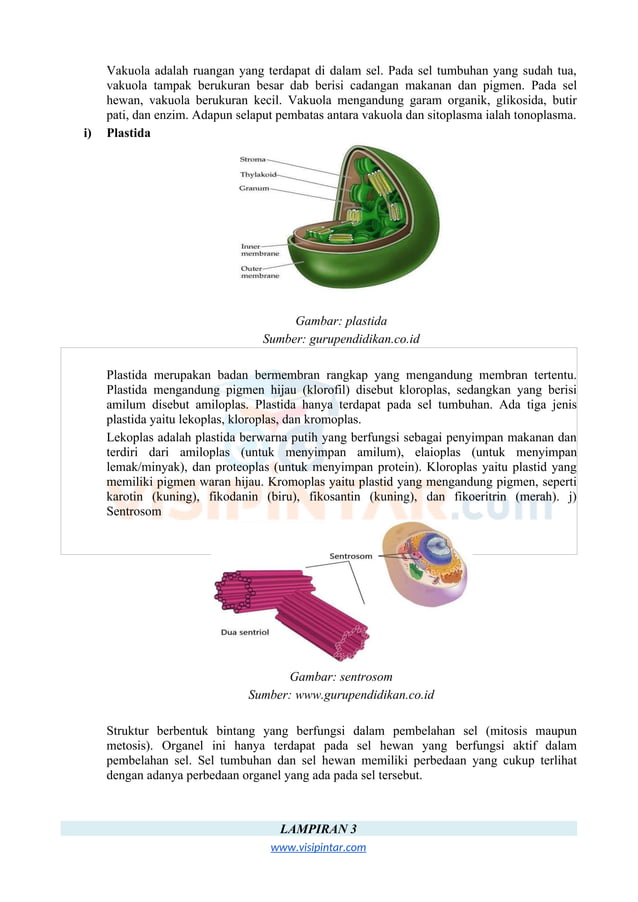 Modul Ajar Biologi SMA Kelas 11 Kurikulum Merdeka | DOCX
