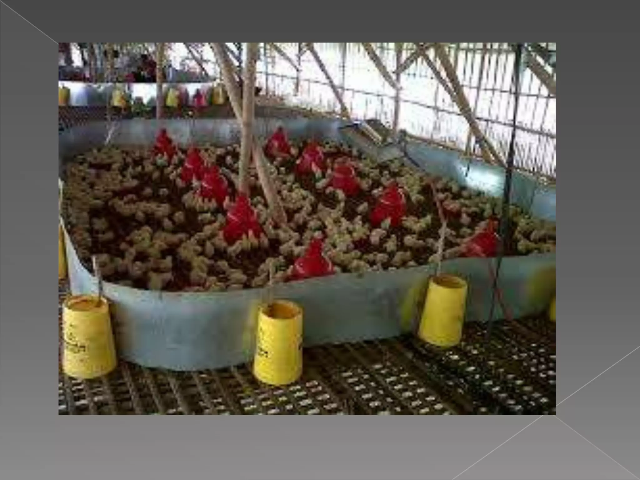 Contoh brooding ayam broiler | PPTX