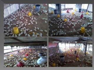 Contoh brooding ayam broiler | PPTX