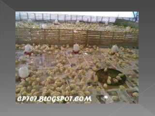 Contoh brooding ayam broiler | PPTX