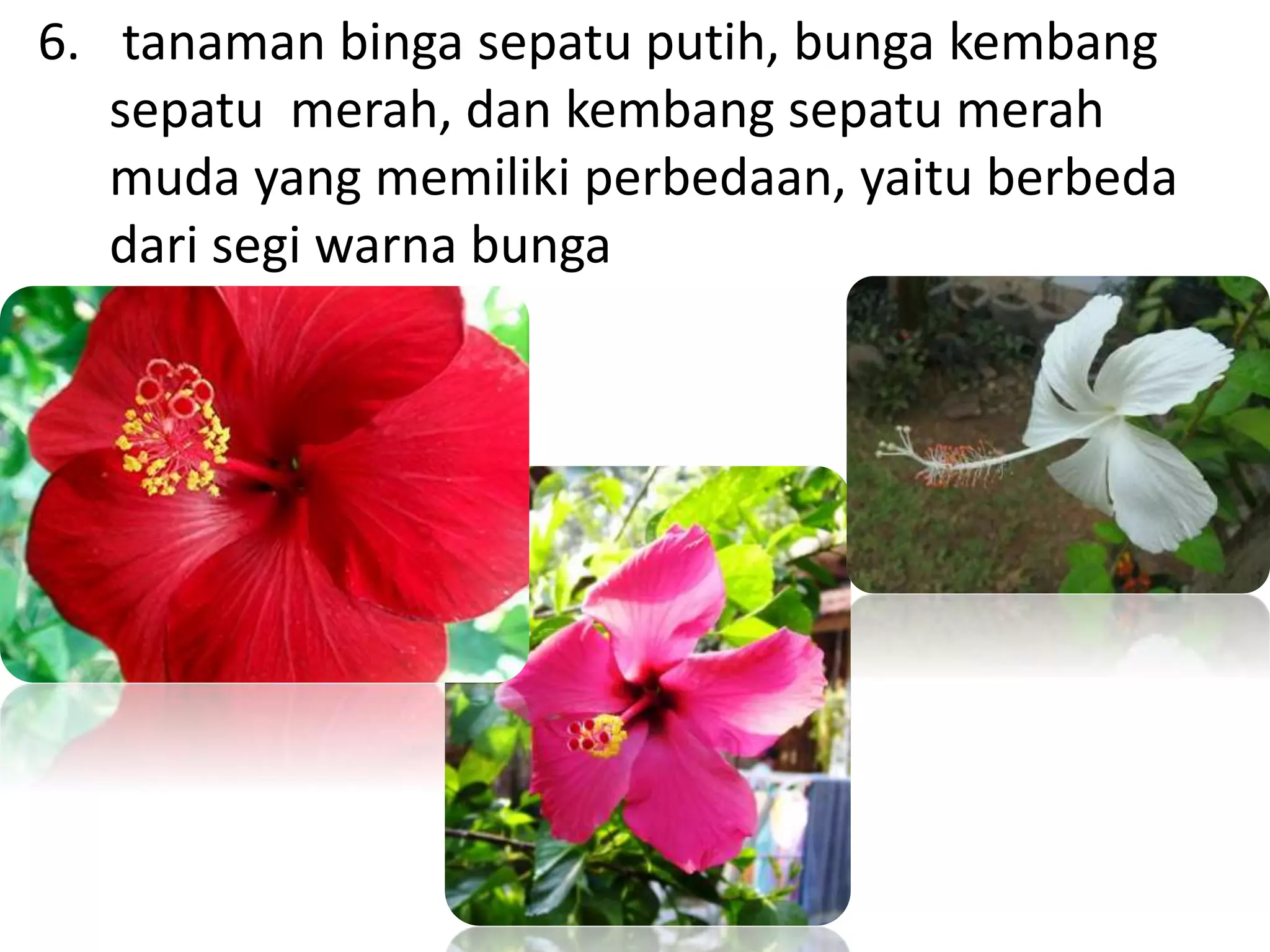 Contoh keanekaragaman tingkat gen | PPTX