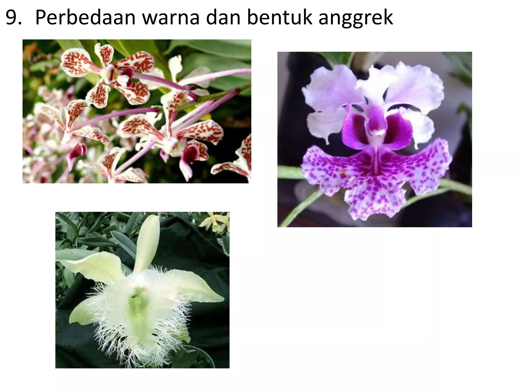 Contoh keanekaragaman tingkat gen | PPTX