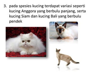 Contoh keanekaragaman tingkat gen | PPTX