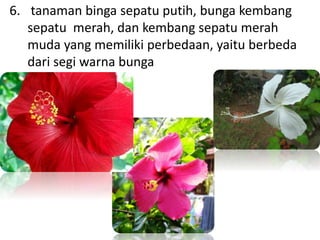 Contoh keanekaragaman tingkat gen | PPTX