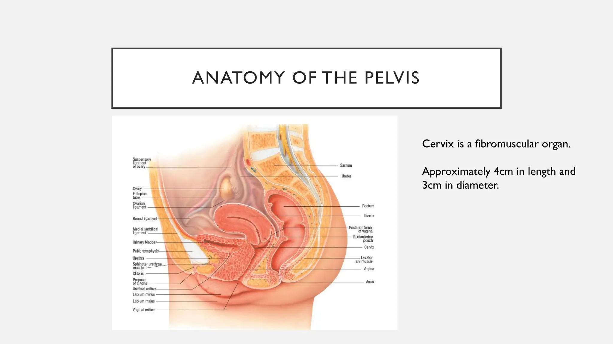 contouring guidelines ca cervix.pdf
