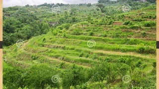 Contouring, Terracing and Strip Planting by Muhammad Zuhair.pptx