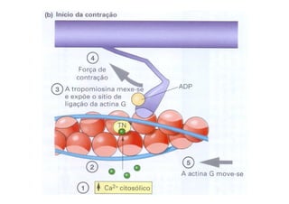 Contraçao muscular | PDF