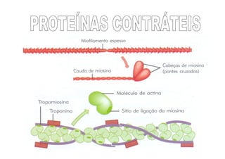 Contraçao muscular | PDF