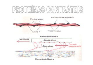 Contraçao muscular | PDF