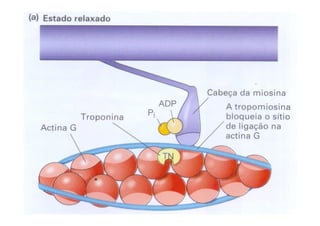 Contraçao muscular | PDF
