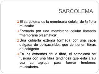 Contracción del músculo esquelético | PPTX