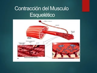 Contracción del músculo esquelético.pptx