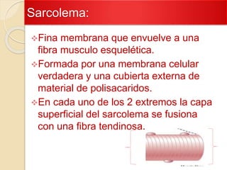 Contracción del músculo esquelético [autosaved]1 | PPTX