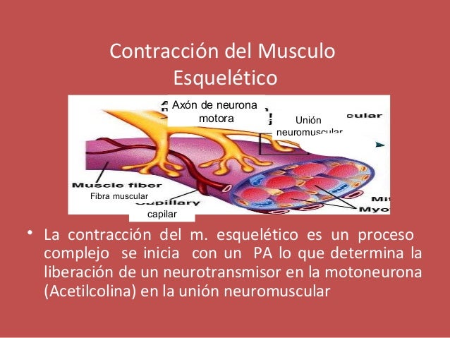 Contracción Del Musculo Esqueletico