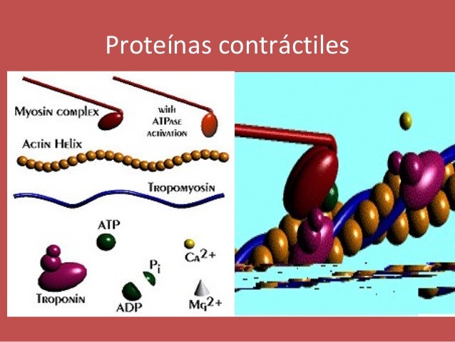 Contracción del musculo esqueletico