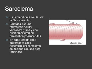 Contracción del musculo esquelético | PPTX