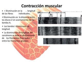 Contracción del musculo esquelético | PPTX