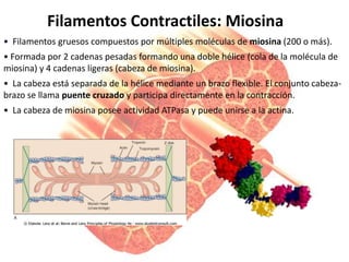 Contracción del musculo esquelético | PPTX