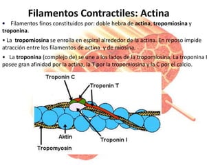 Contracción del musculo esquelético | PPTX
