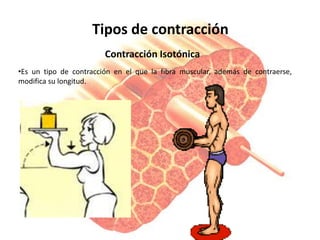 Contracción del musculo esquelético | PPTX