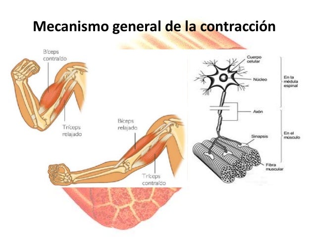 Contracción del musculo esquelético