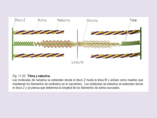 Contracción muscular | PPT