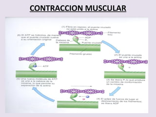 Contracción muscular | PPT