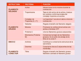 Contracción muscular | PPT