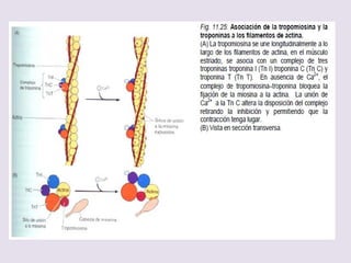 Contracción muscular | PPT