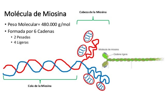 CONTRACCIÓN DEL MUSCULO ESQUELÉTICO – Rahel's medicine