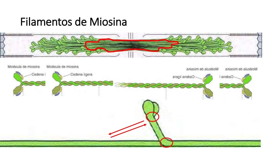 Fisiología - Contracción muscular (Sarcomero, Actina, Miosina, Tropon…