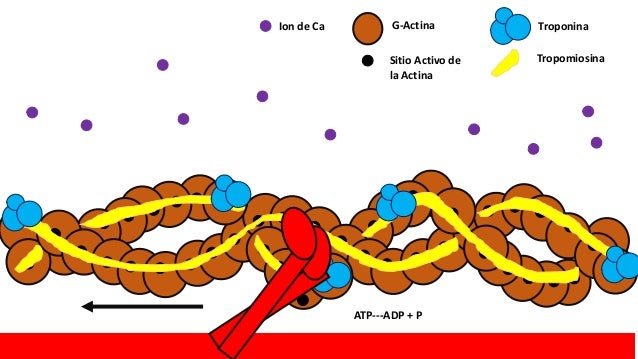 Fisiología - Contracción muscular (Sarcomero, Actina, Miosina, Tropon…