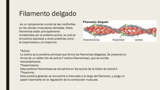 Contracción muscular desde lo celular y molecular | PPTX