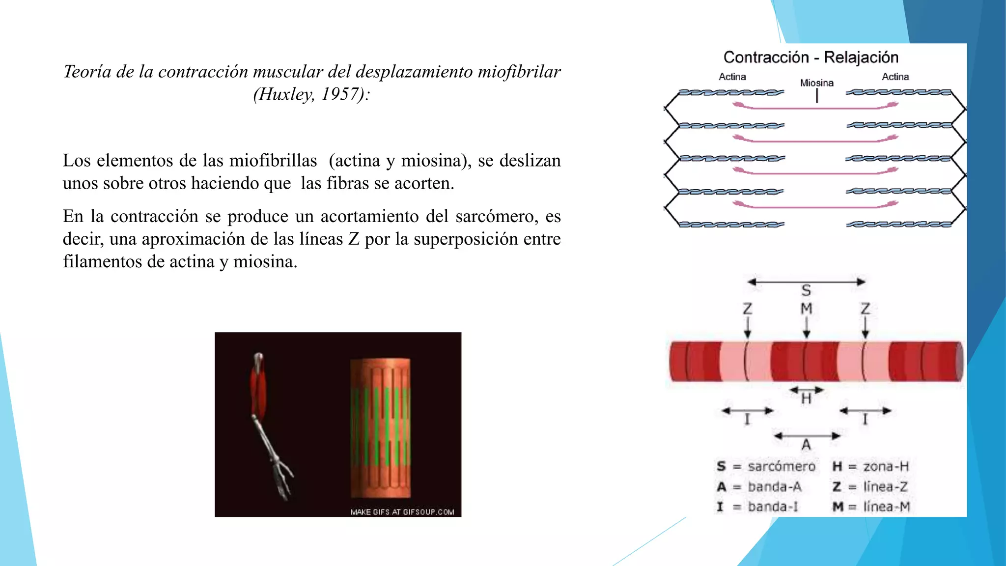 Contracción muscular | PPTX