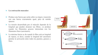 Contracción muscular | PPTX