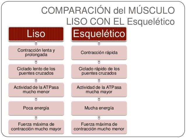 CONTRACCIÓN DEL MÚSCULO LISO – Brenda Alejandra