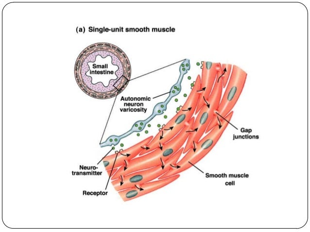 Contracción y excitación del músculo liso