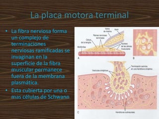 Contraccion del musculo esqueletico | PPTX