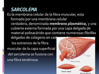 Contraccion del musculo esqueletico | PPTX