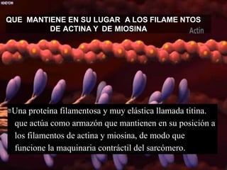 contraccion del musculo esqueletico.pptx