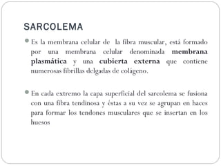 FISIOLOGIA Contraccion del musculo esqueletico (2) | PPT