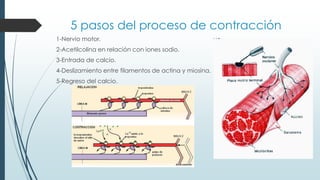 Contracciones del musculo esqueletico | PPTX