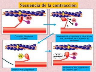 CONTRACCIONES UTERINAS | PPT