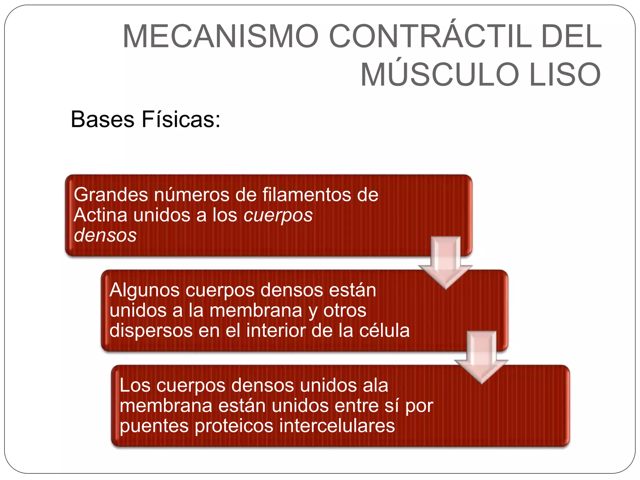 Contraccion Musculo Liso | PPT