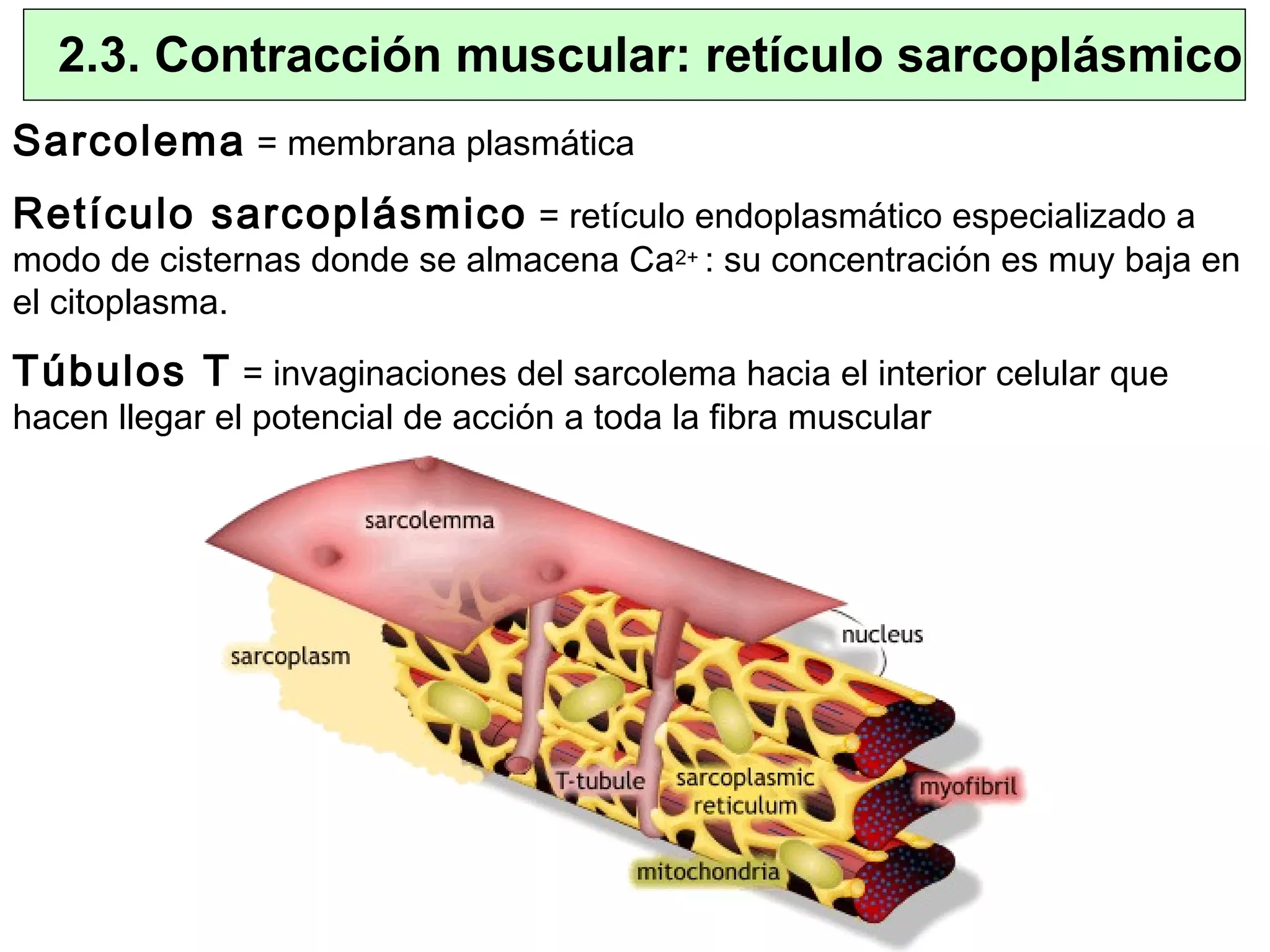Contraccion muscular | PPT