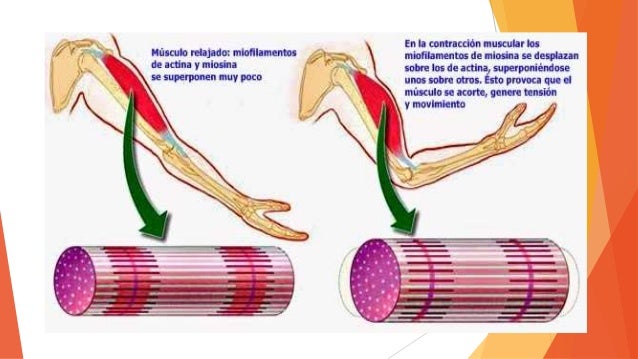 Contraccion muscular.