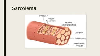 Contraccion muscular. potencial de accion muscular | PPTX