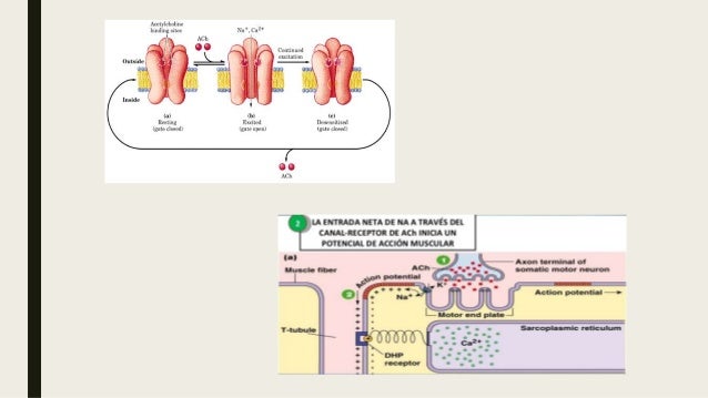 Contraccion muscular. potencial de accion muscular