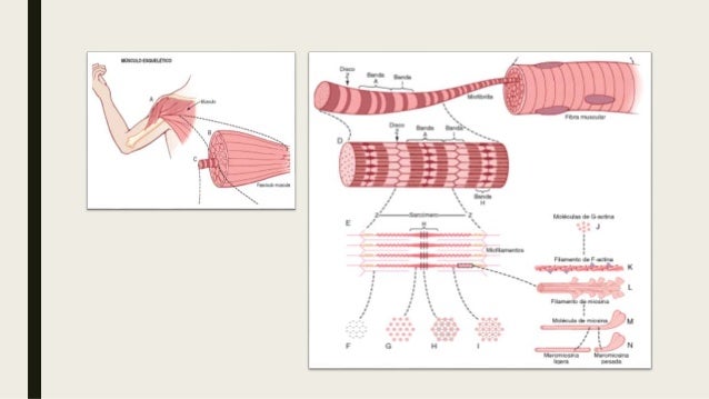 Contraccion muscular. potencial de accion muscular
