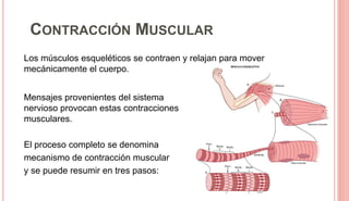 Papel del Calcio en el Mecanismo de Contracción Muscular.pptx